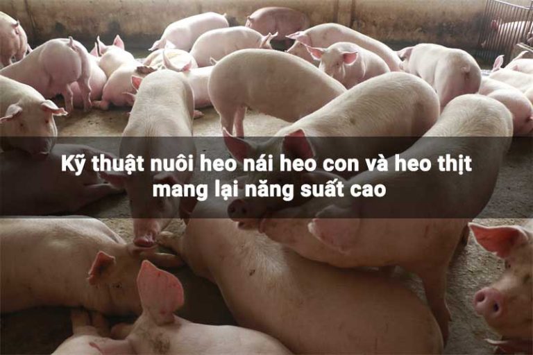 Kỹ thuật nuôi heo nái heo con và heo thịt đạt năng suất cao