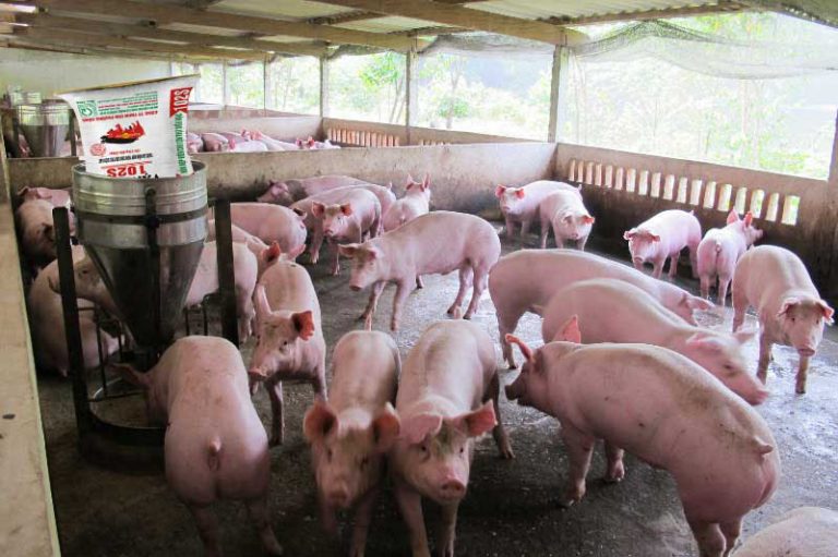 Kỹ thuật nuôi heo nái heo con và heo thịt đạt năng suất cao